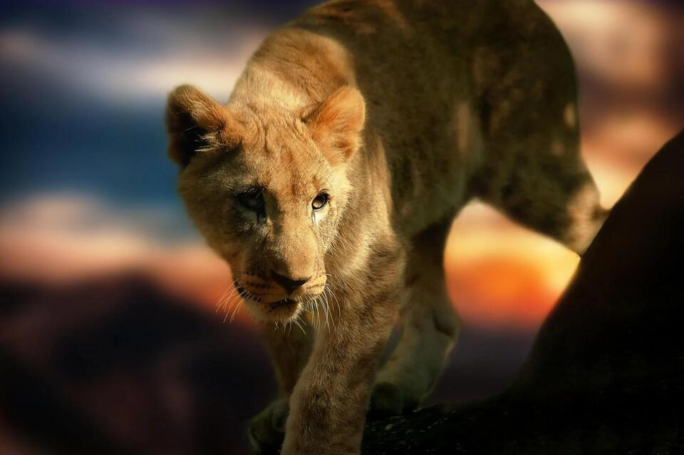 Reports of mountain lion sightings in Yucaipa - NewsBreak