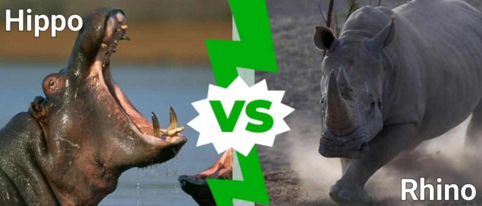 Rhino vs. Hippo: Differences & Who Wins in a Fight Between These ...