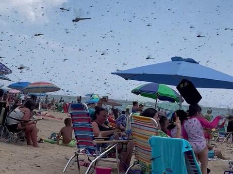 Dragonflies swarm beachgoers at Rhode Island's Misquamicut Beach