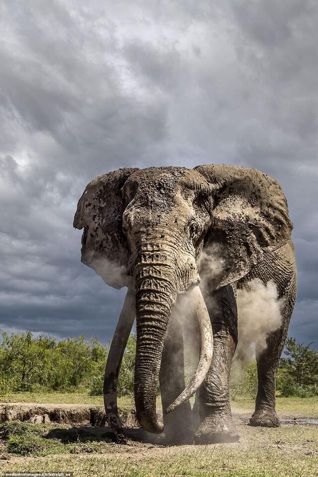 Incredible pictures show heavily protected 50-year-old elephant with ...