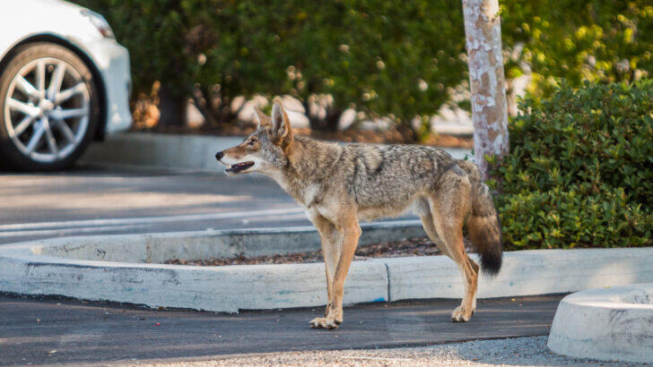 Are Coyotes Outsmarting American Cities? The Data Says Yes - NewsBreak