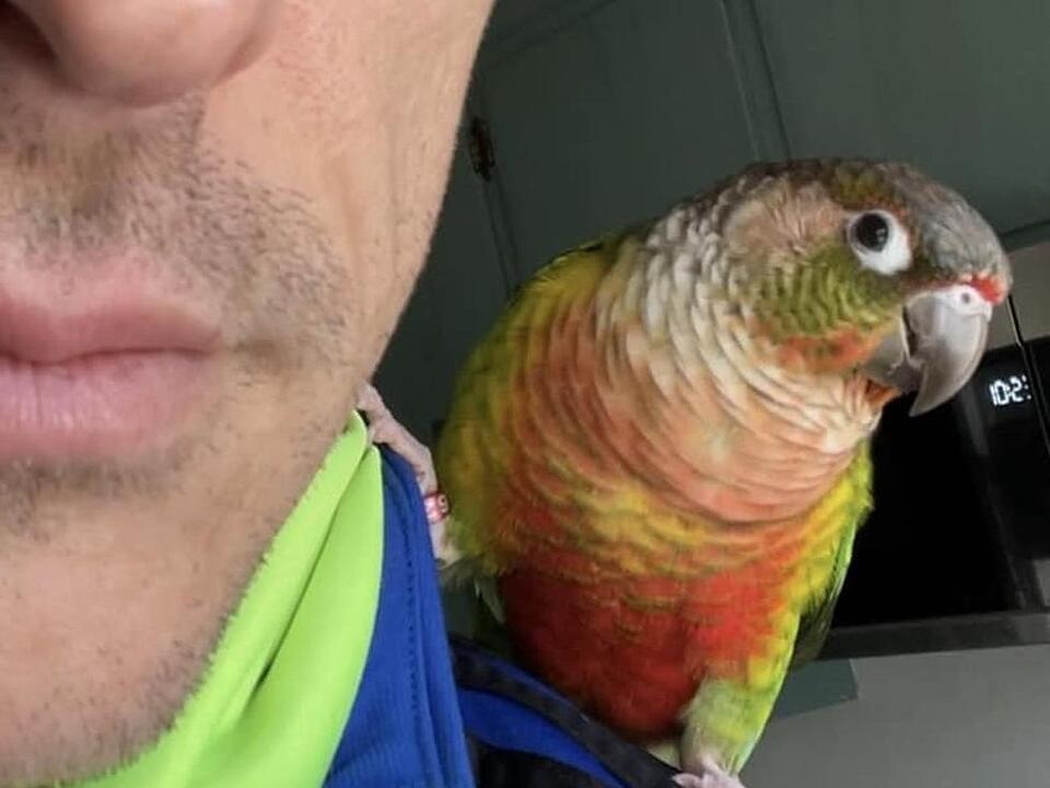 Minnesota Musician Offers Cash Reward For Missing Bird
