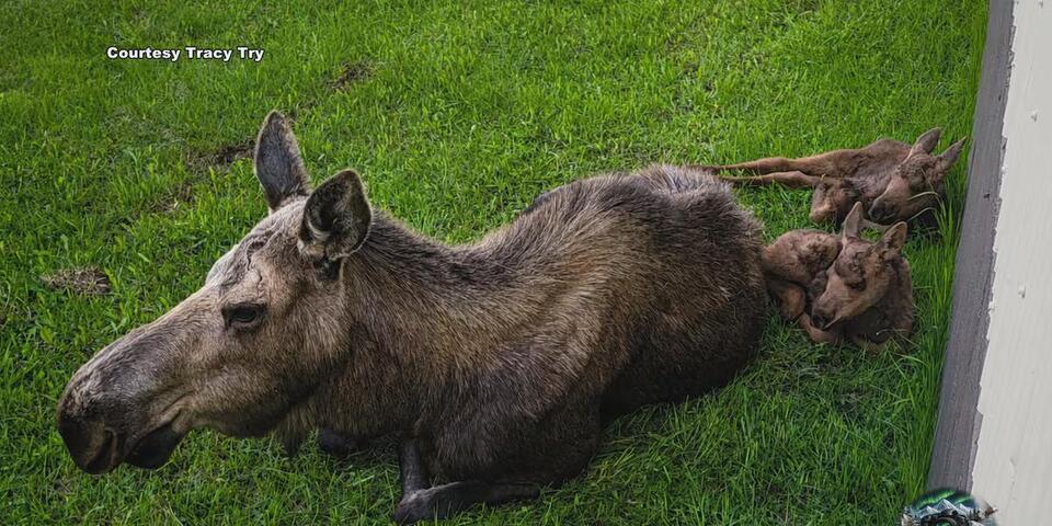 Five people injured in moose attacks in Anchorage, Fish & Game says ...