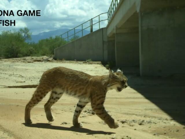 Safe travels: Wildlife corridors becoming essential for Tucson wildlife