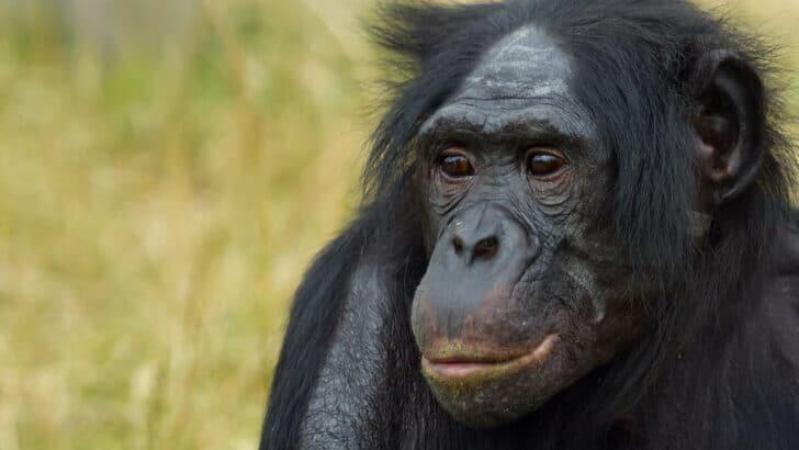 Do Animals Understand Fairness? New Research Says Yes - NewsBreak