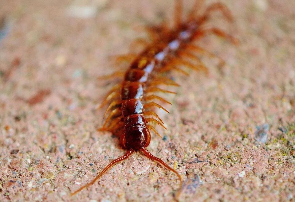 8 Dangerous Centipedes You’ll Find in Your Texas Home - NewsBreak