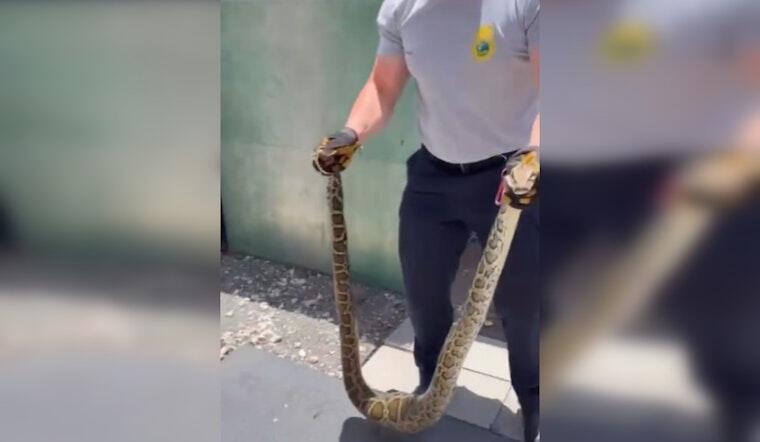 Miami-Dade Venom Response Team Safely Removes Invasive Burmese Python ...