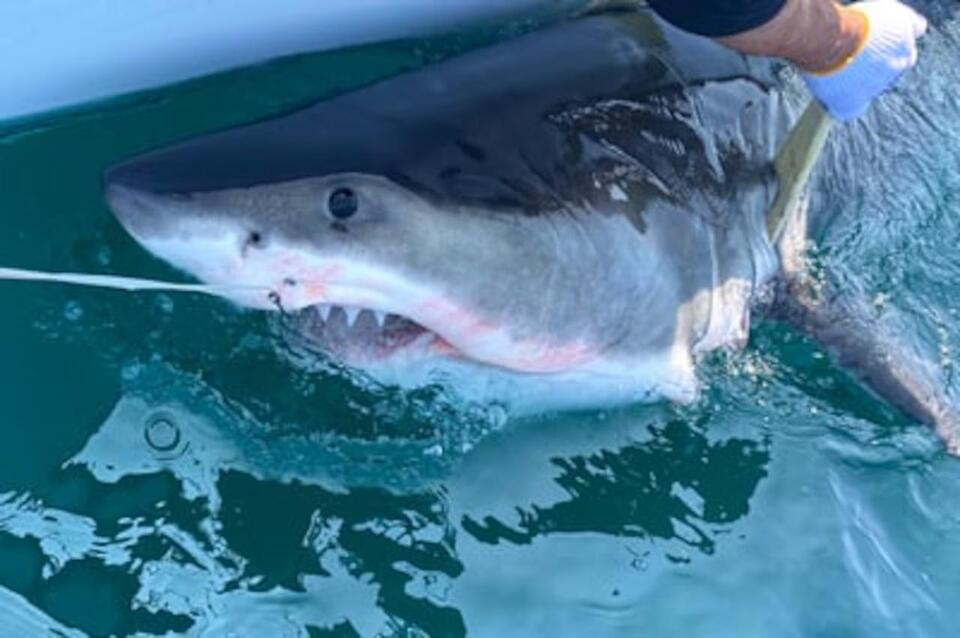 9-foot, 432-pound great white shark named Percy making his way in the ...