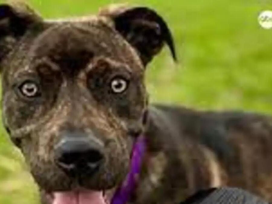 Meet Bella, the 5-legged dog up for adoption