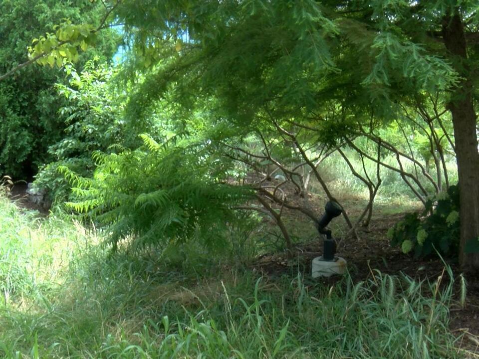 Bioswales: how this natural water filter helps rivers and reduces flooding