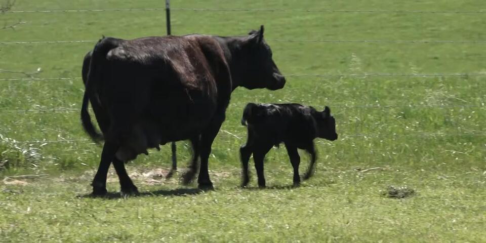 Big B, the viral Ash Grove, Mo., cow, gives birth - NewsBreak