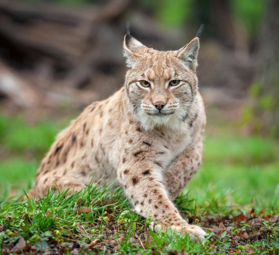 World Animal Day 2025: Save animals, save the planet - NewsBreak