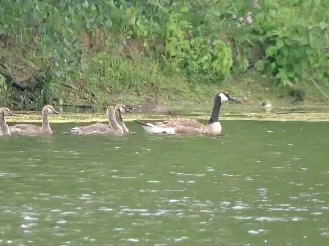 Sharon Lake will be drained for a year to re-build its impact ...