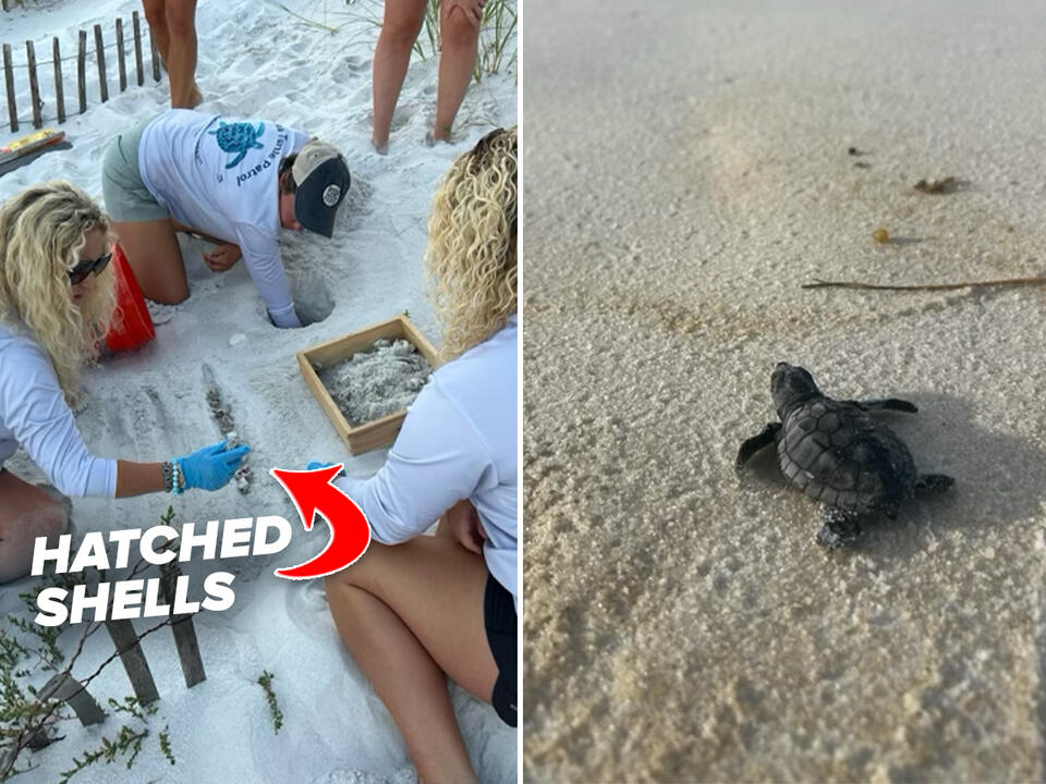 73 rare Kemp’s ridley sea turtle hatchlings make their way to the Gulf ...