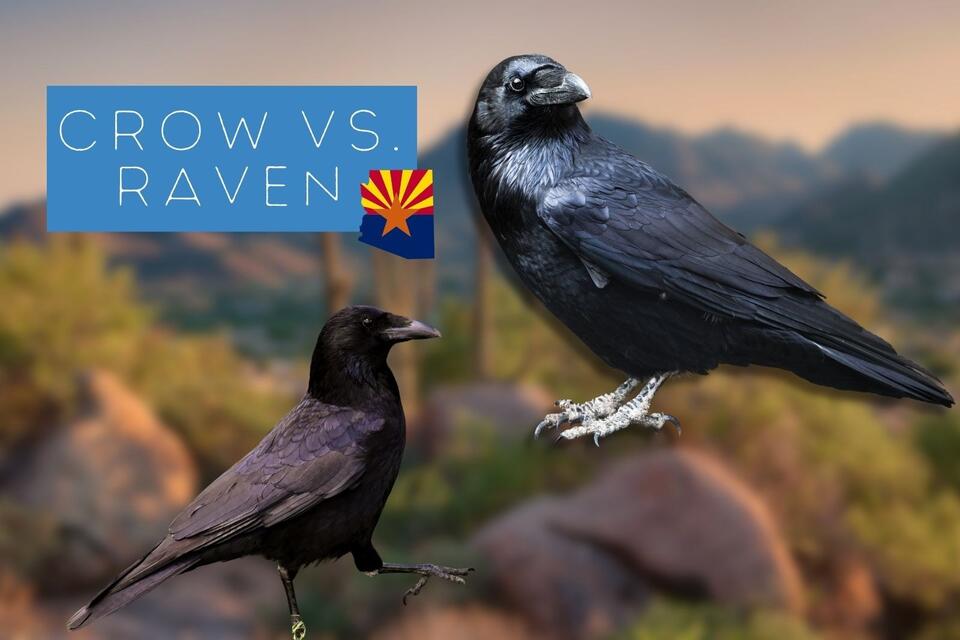 How to Identify Ravens and Crows in Arizona - NewsBreak