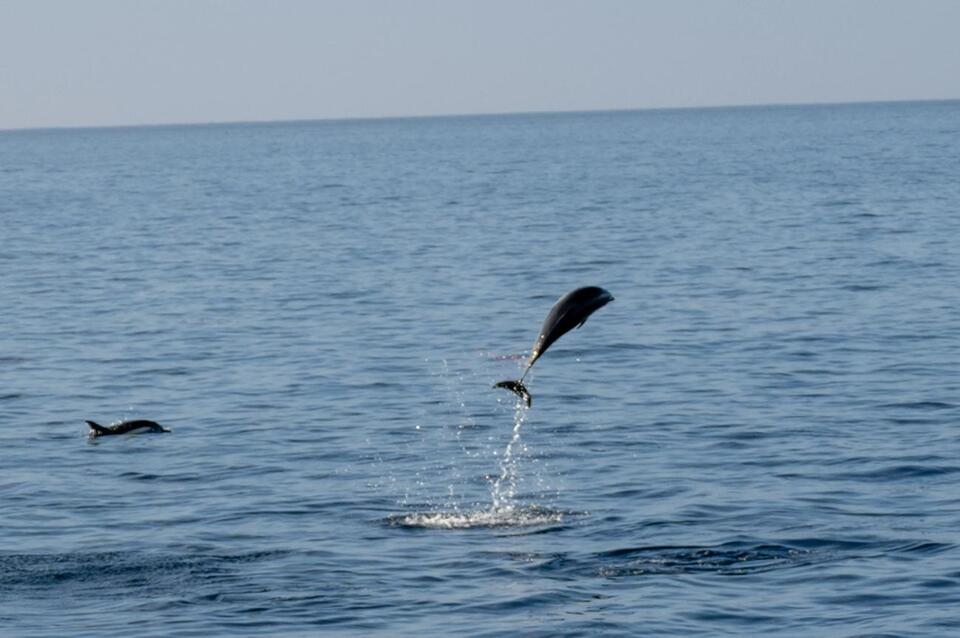 Is Gerald the Dolphin real? Florida man Ricky James Hollowell kidnapped ...