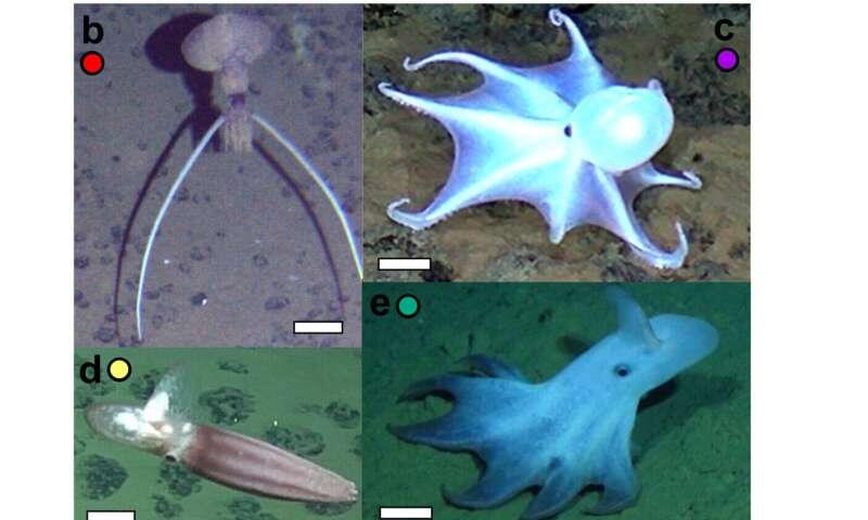 Deep-sea squid caught masquerading as sponge stalks in Pacific abyss ...