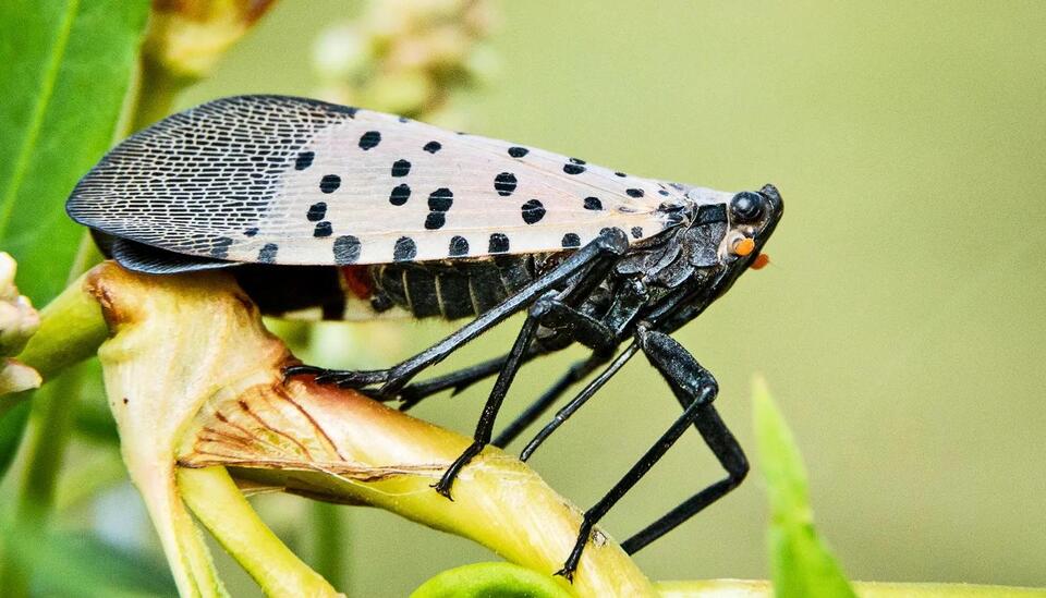 Forest Pests Reshaping Massachusetts: 9 Invasive Insects to Know ...