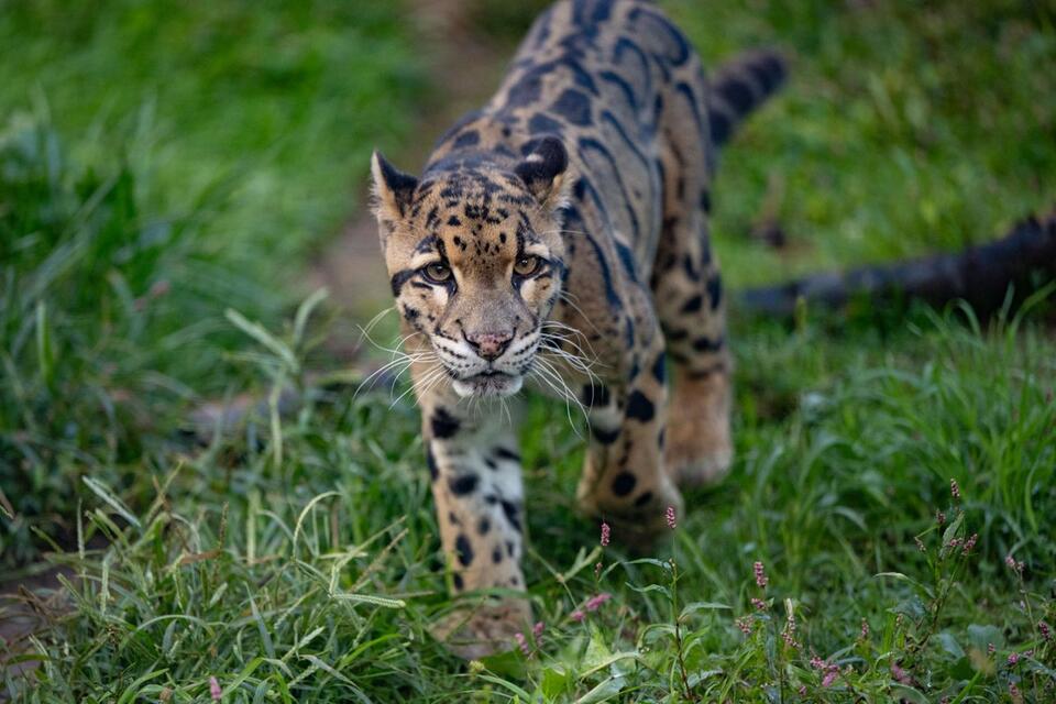 Clouded leopard Pi celebrates birthday on Pi Day - NewsBreak