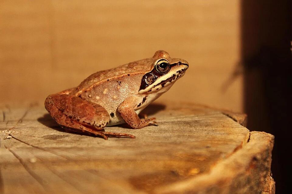 18 Different Types of Frogs in Georgia: Complete Identification Guide ...