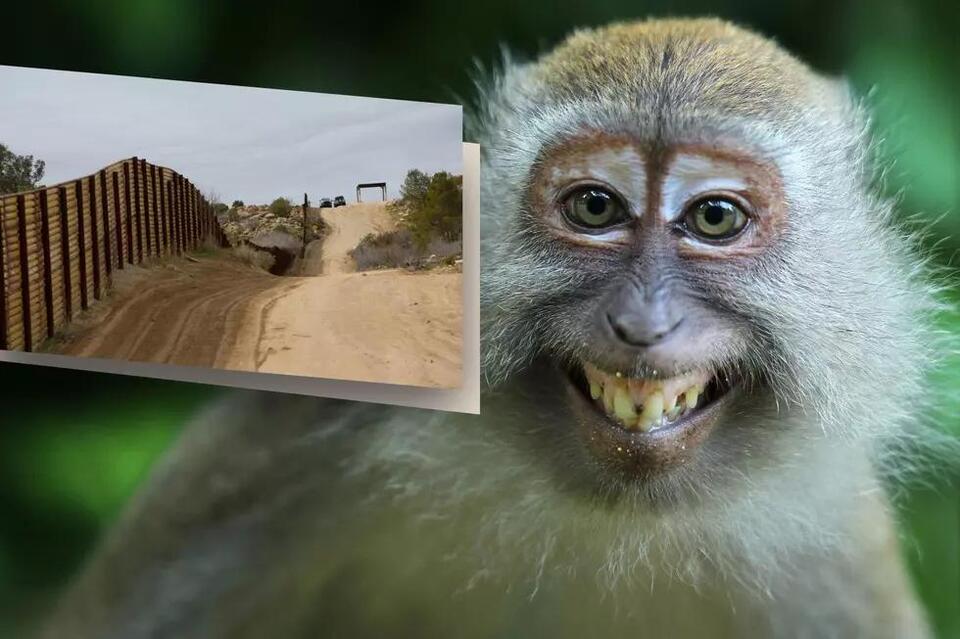Even More Monkeys Seized Along Texas Border - NewsBreak