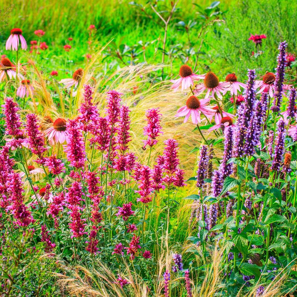 Cut These 6 Perennials Back in June to Encourage a Vibrant Second Flush ...