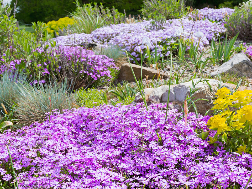 8 Fast-Growing Ground Cover Plants – Hide Bare Soil And Curb Weeds