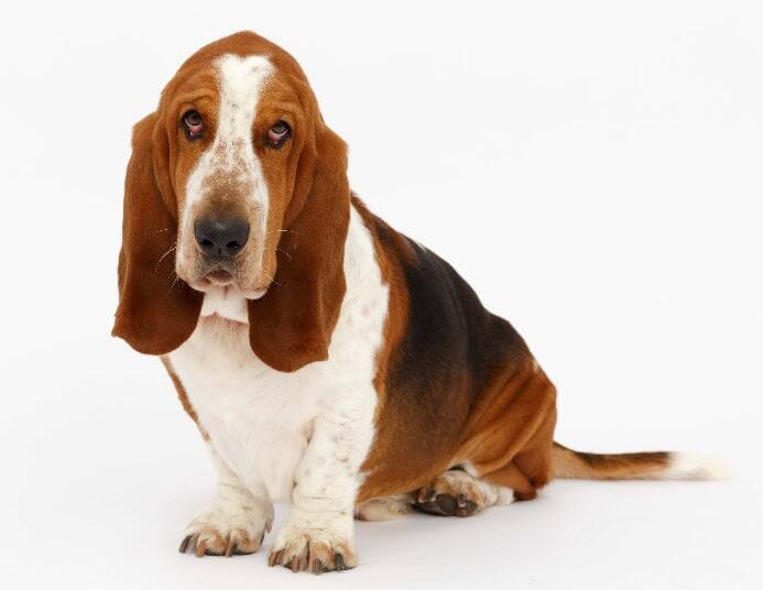 What’s the difference between a Basset Hound and a Blood Hound? - NewsBreak