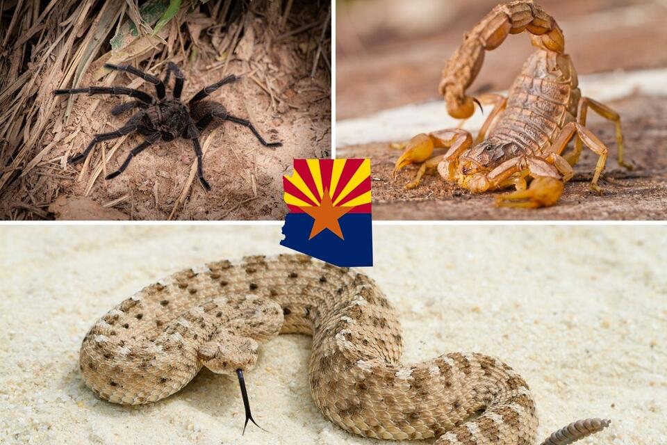 How Living In Arizona Changed My View On Desert Creatures - NewsBreak