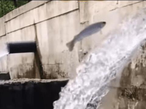 Salmon Makes Incredible Leap To Get Into Flowing Culvert