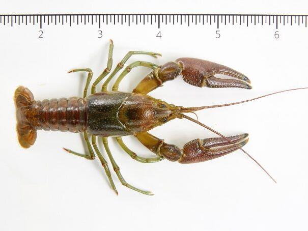 BWCA citizen science initiative begins this summer to monitor invasive ...