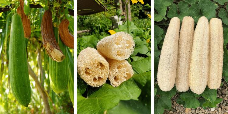 How to Grow Loofah Sponges in Your Garden This Year + How to Use Them ...