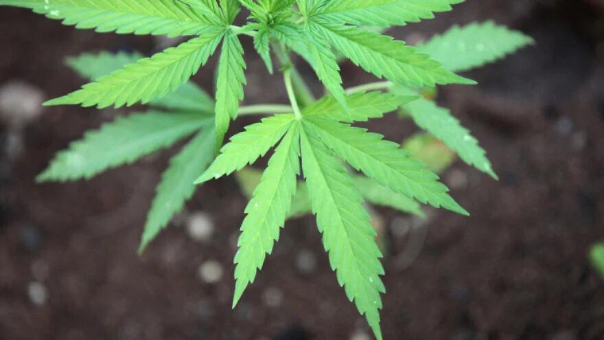 The Botanist opens as Solon's first Cannabis despensary - NewsBreak