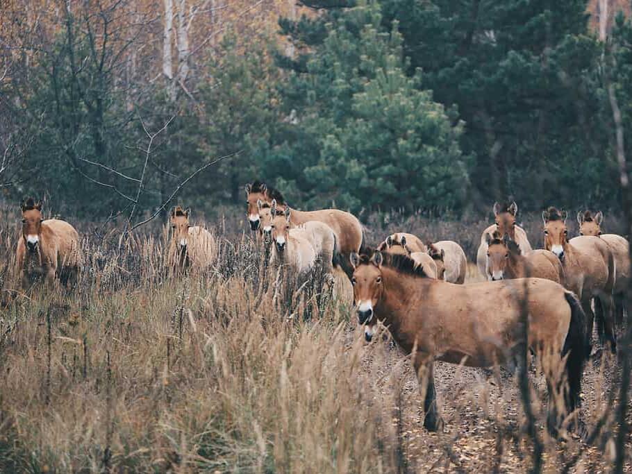 Meet the Animals Living in Chernobyl: The World’s Most Dangerous ...