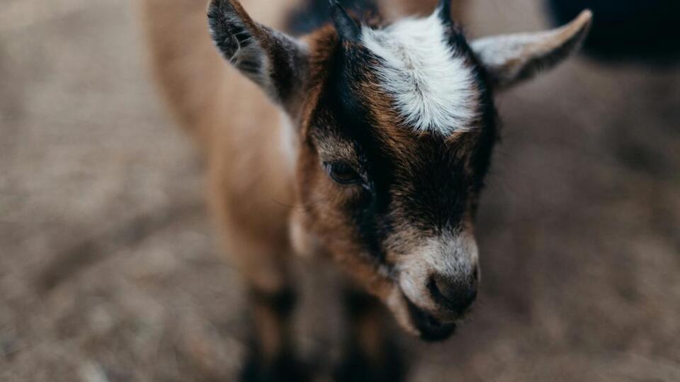Adorable Baby Goat Gets Knocked Into Next Week By Villain Cat - NewsBreak