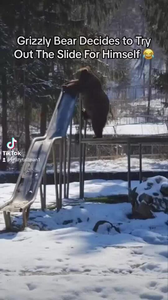Caught on Camera: Grizzly Bear Takes a Slow, Backwards Slide Down 🐻🎢 ...