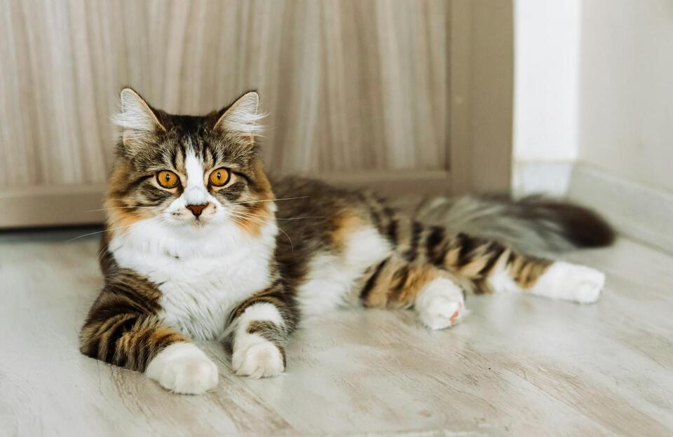 10 Cat Breeds With the Most Unique Fur Patterns - NewsBreak