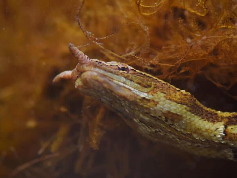 Discover The 10 Weirdest Snakes In The World