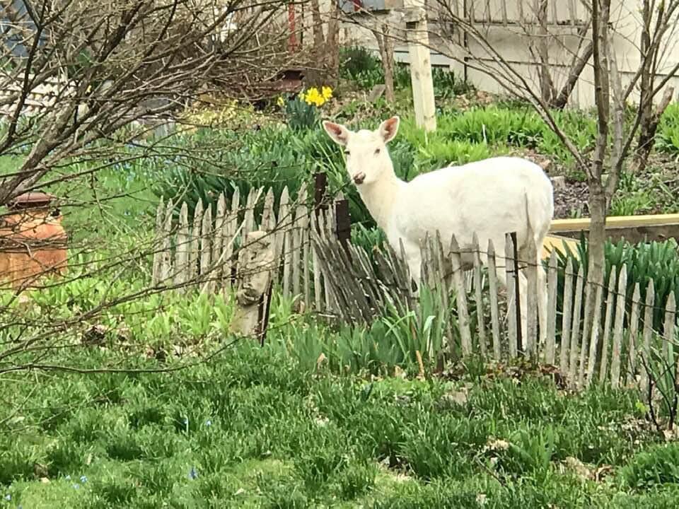 NW Indiana's rare white deer euthanized after being hit by car - NewsBreak