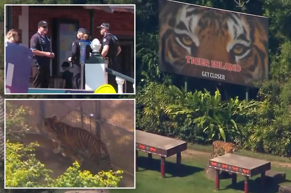 ‘Experienced’ animal handler mauled by tiger in ‘rare’ attack at ...