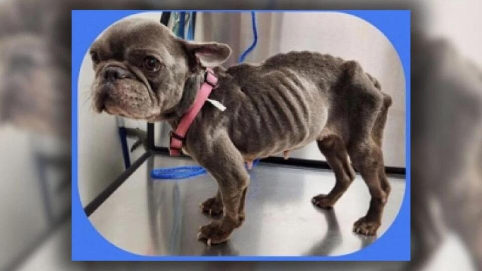 Sweet Potato the French Bulldog survives near-death after rescue from ...