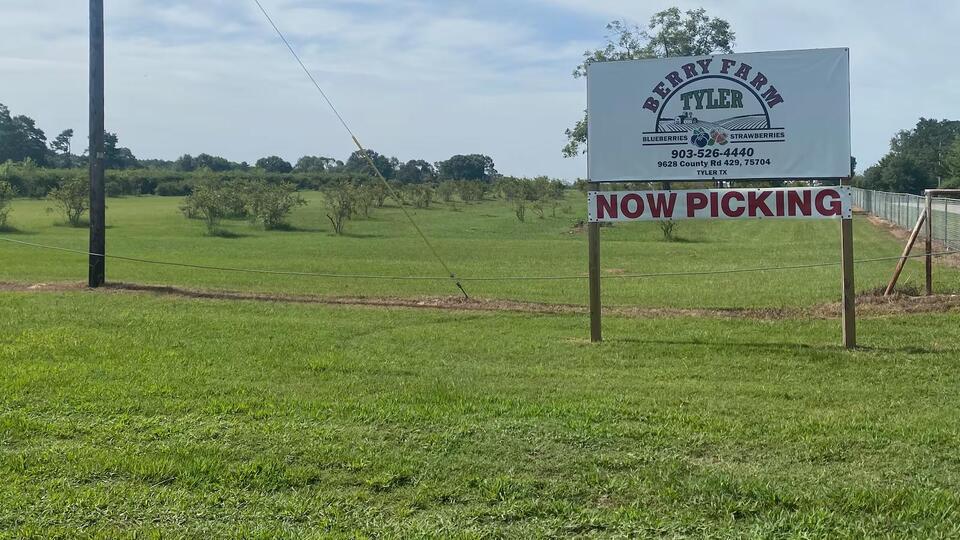 Tyler Berry Farm celebrates 40 years with summer festival - NewsBreak