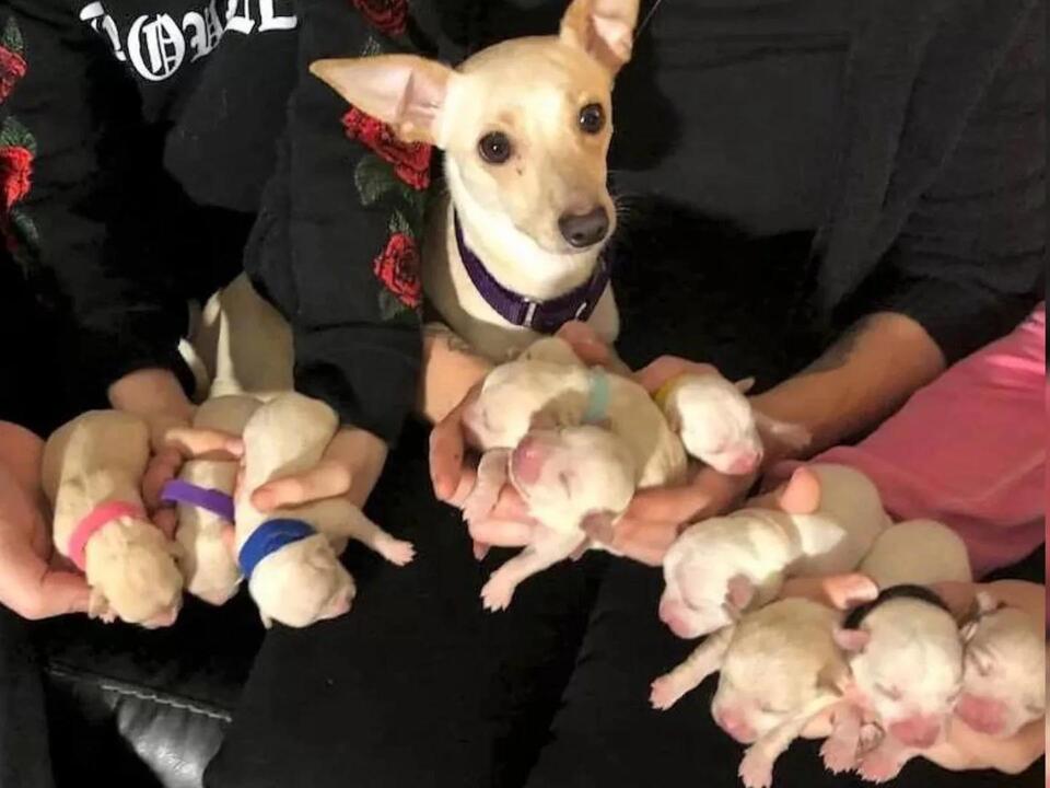 Rescuers Were Shocked To See A Chihuahua Give Birth To One Of The ...
