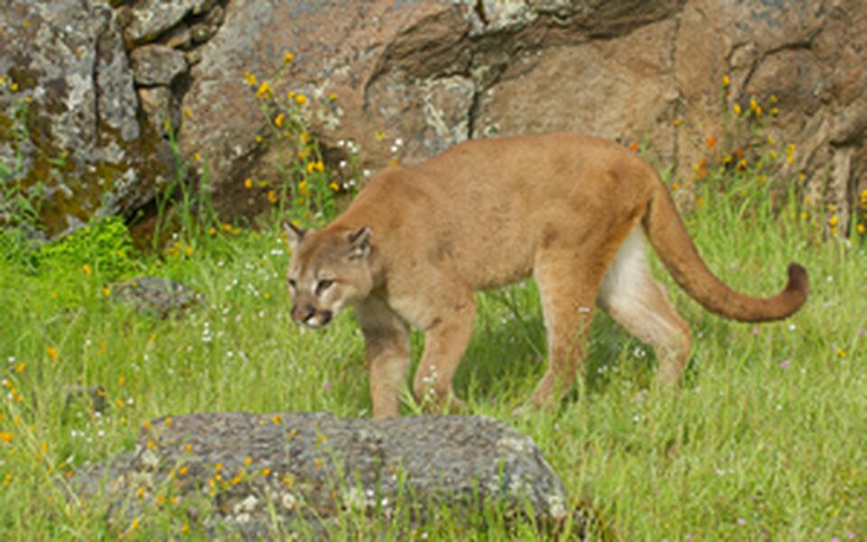 Mountain lion on the prowl in SLO neighborhood. Here's what to do if ...