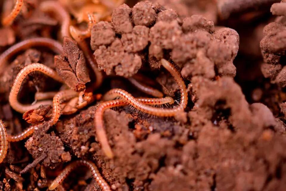 Warning: A Poisonous Invasive Worm is Invading Michigan - NewsBreak