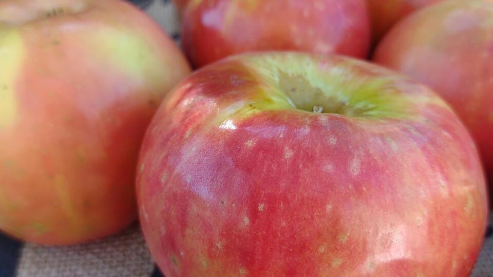 Things to Know About Sugar Bee Apples Before You Put Them in Your Cart ...