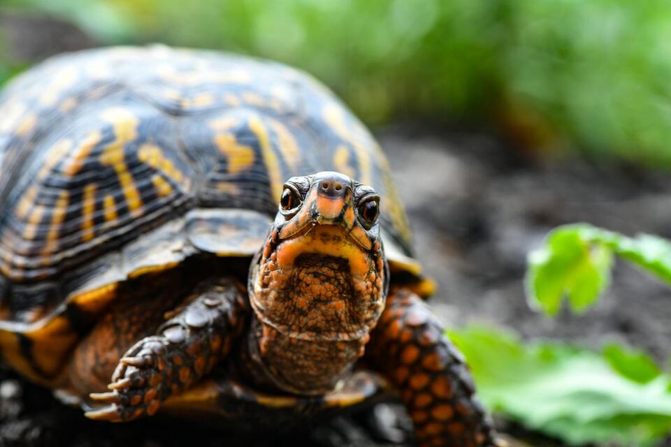 The Impact of Climate Change on Reptile Habitats - NewsBreak