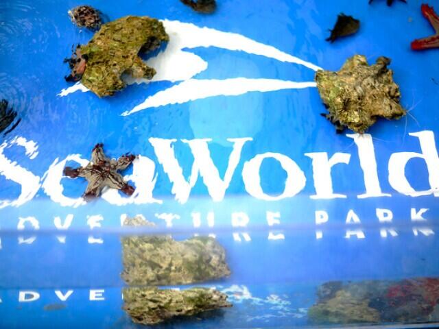 SeaWorld reaches $1.5M class action settlement over annual pass auto ...