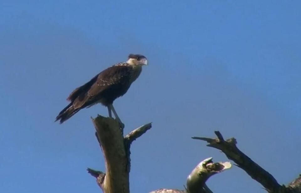 Birders Rush to West Michigan After Rare Bird Alert - NewsBreak