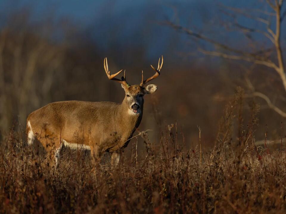 Woman faces charges after allegedly aiding in illegal killing of 100 ...